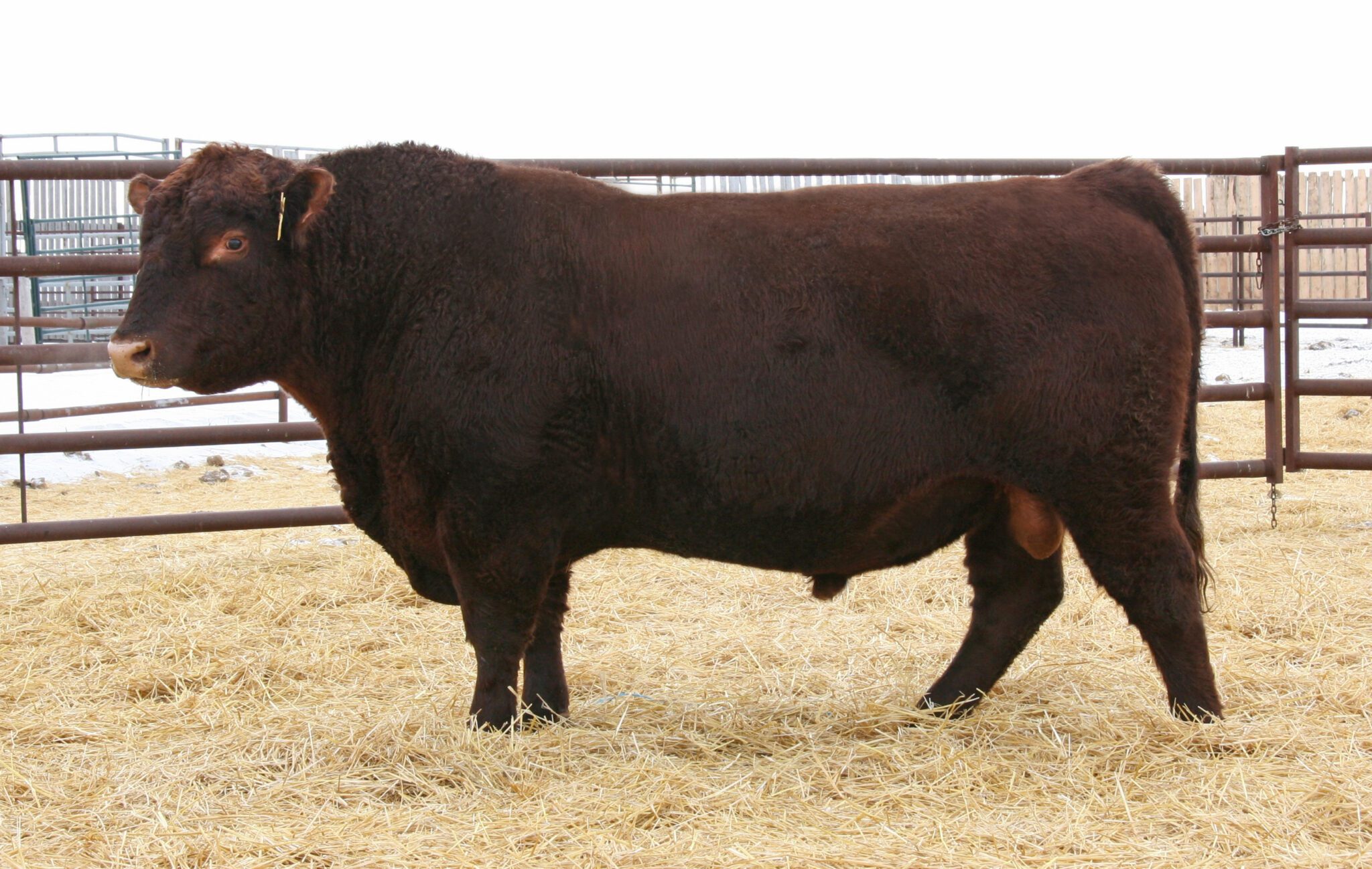 For Sale | Moose Creek Red Angus | Saskatchewan, CA